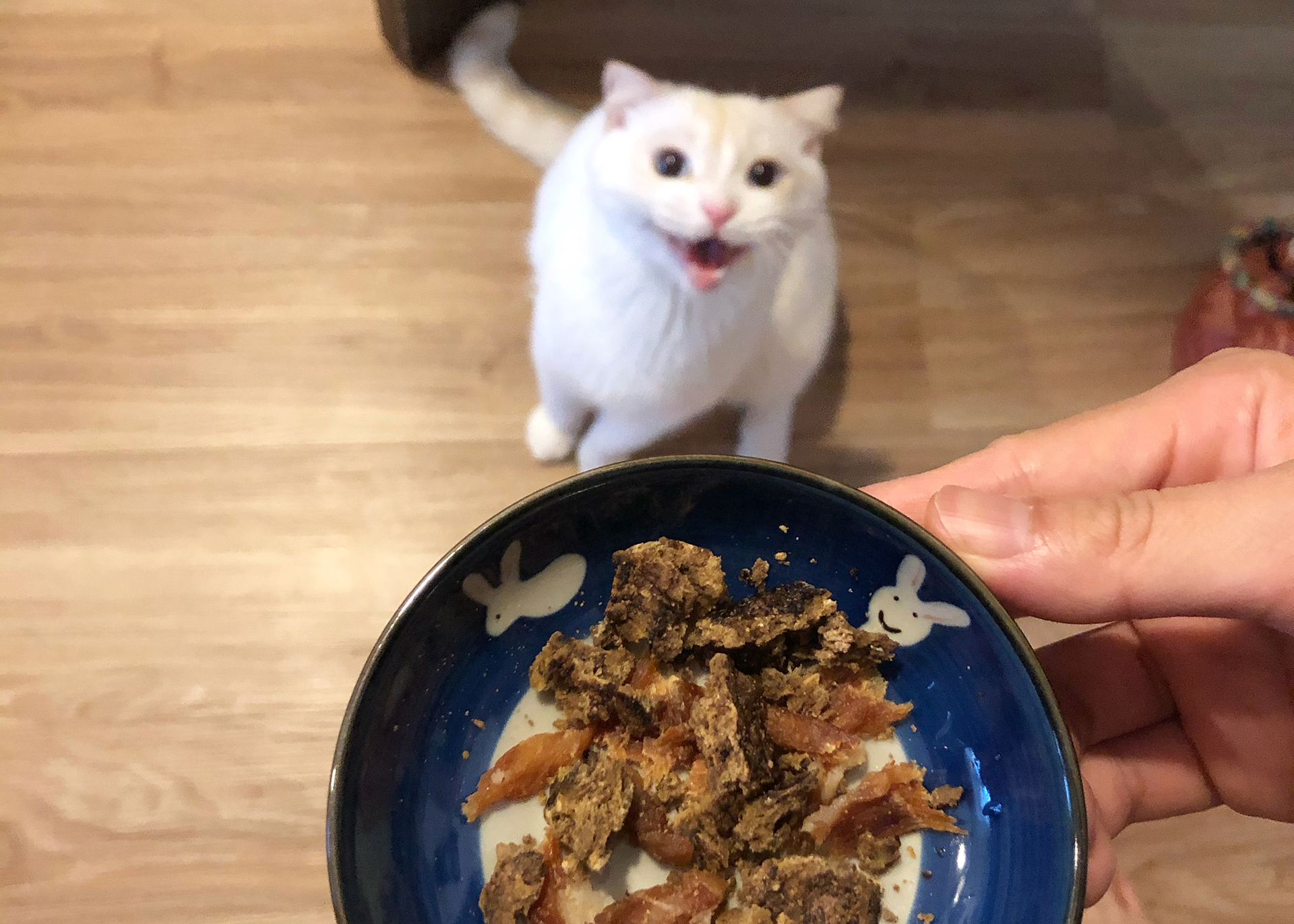 Fodder for cats - VetMobile