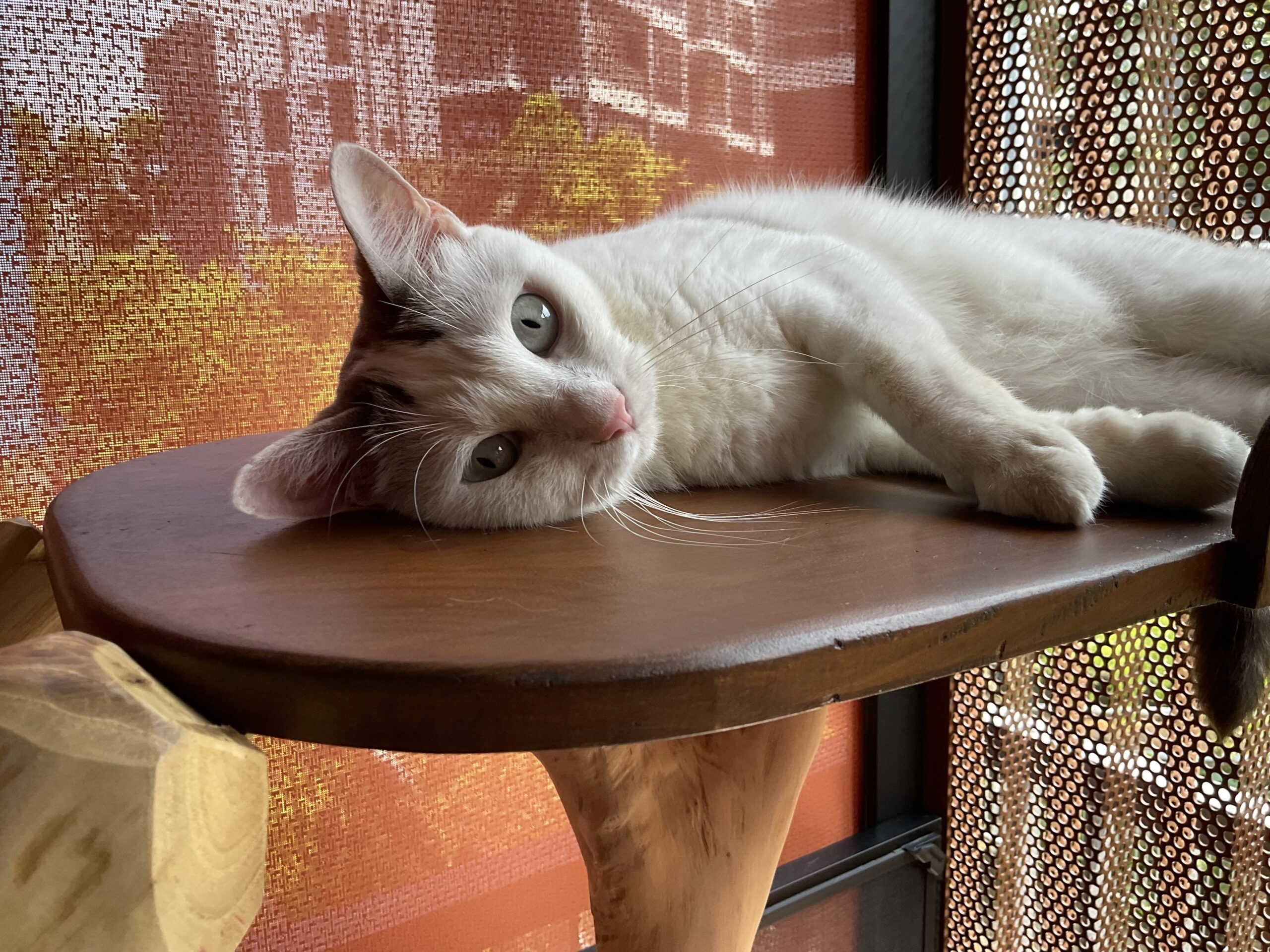 New cat caregivers: What to and not to buy? - VetMobile